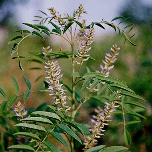 benefits of licorice root in wellness
