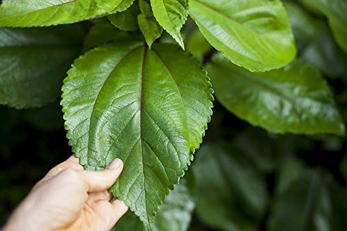 benefits of Mamaki herbal infusion