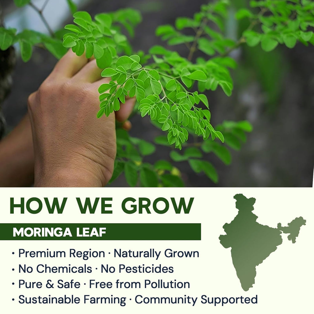 benefits of moringa leaf tea