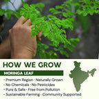 benefits of moringa leaf tea