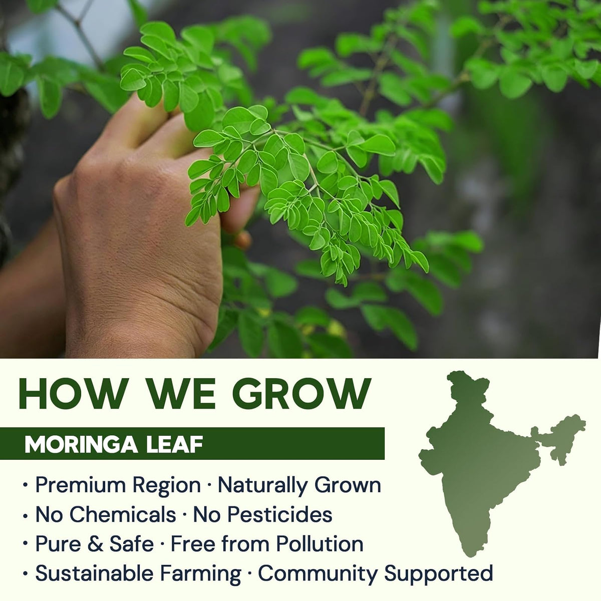 benefits of moringa leaf tea