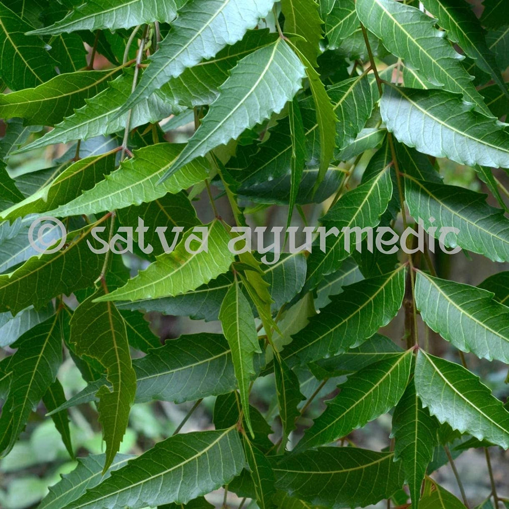 benefits of neem for health