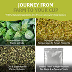 benefits of nettle tea for health