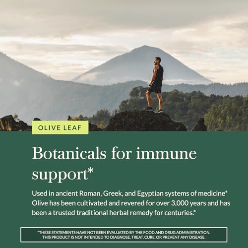 Benefits of olive leaf for immunity