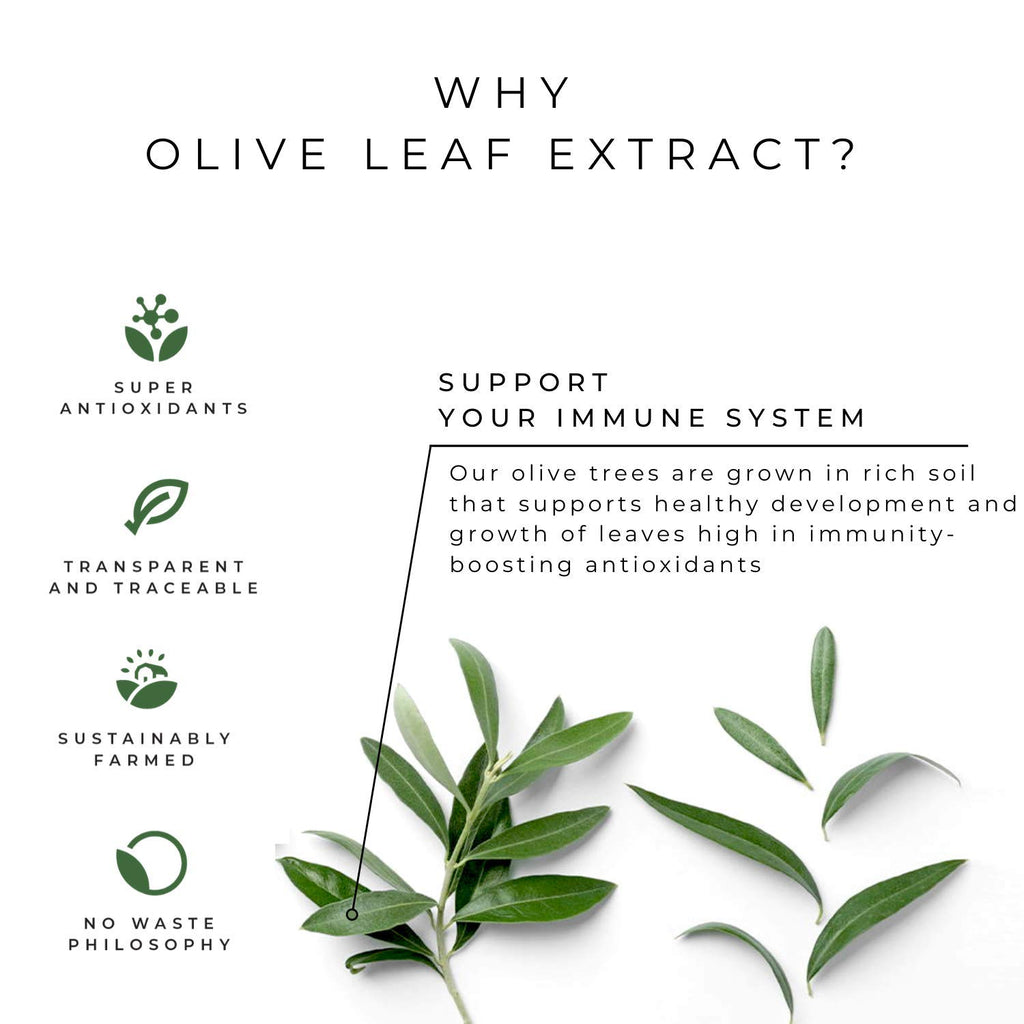 benefits of olive leaf for immunity