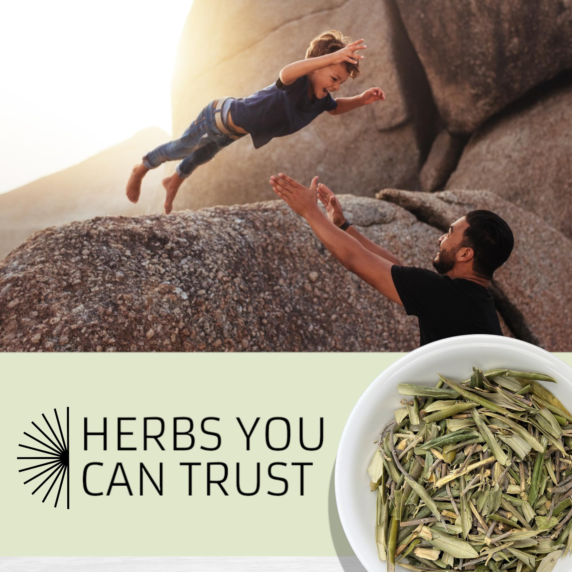 benefits of olive leaf tea