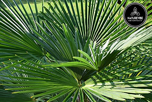 benefits of saw palmetto for men