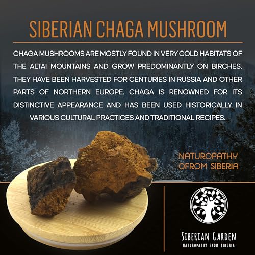 benefits of Siberian chaga mushrooms