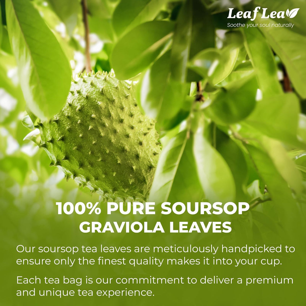 benefits of soursop leaf tea