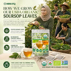 benefits of soursop leaf tea