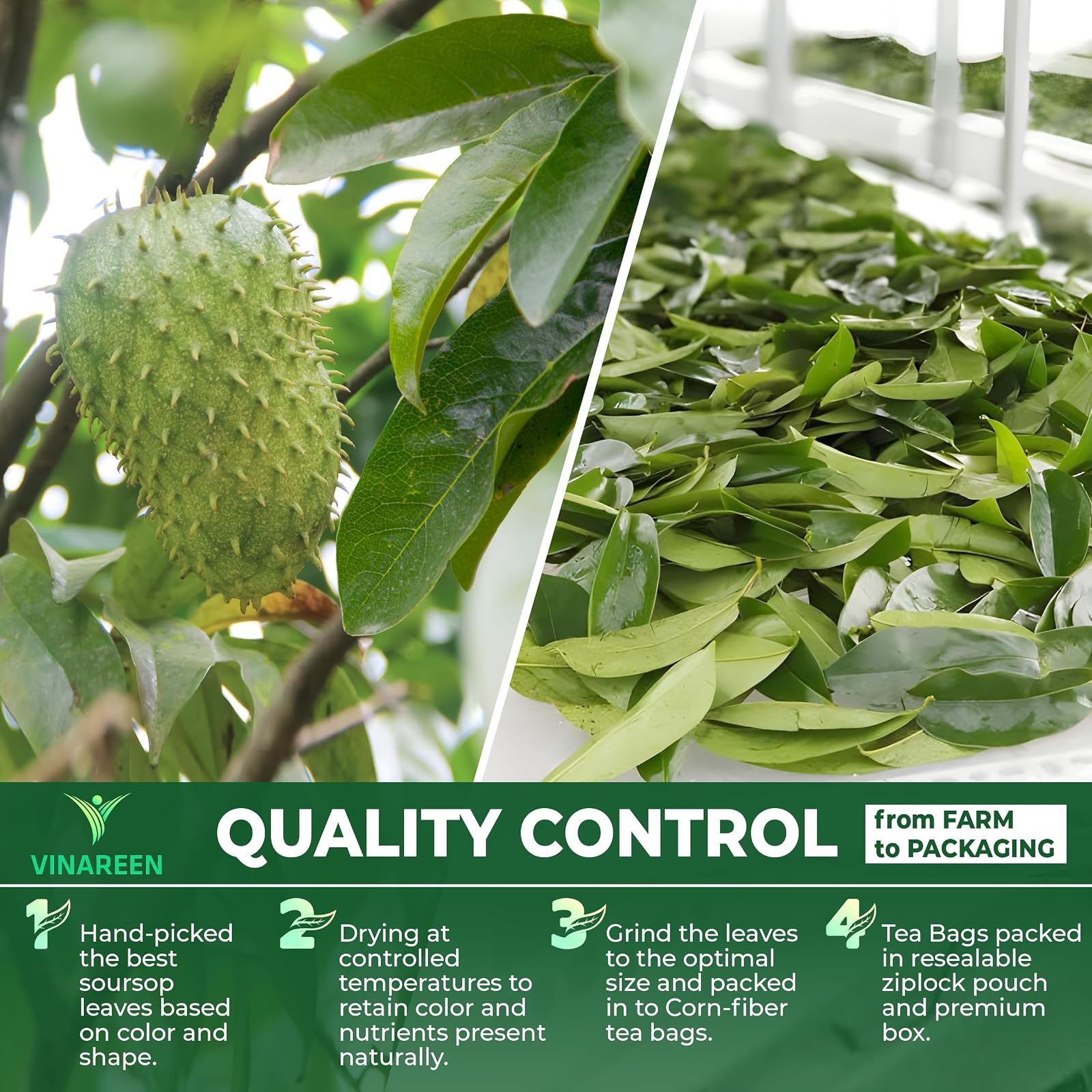 benefits of soursop leaves tea