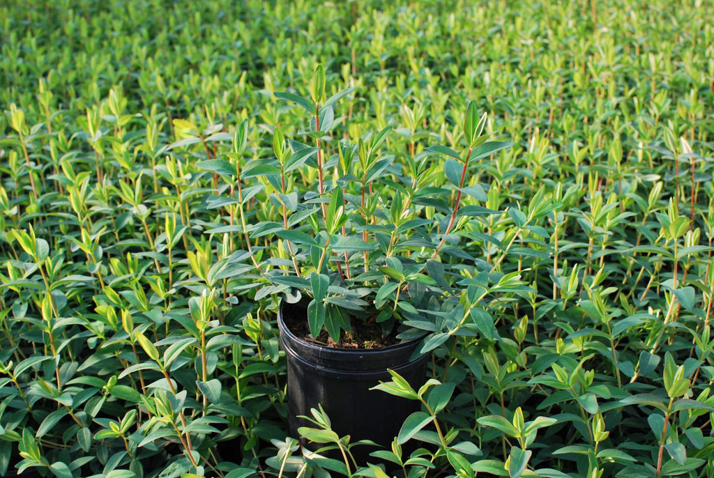 benefits of st. john's wort extract