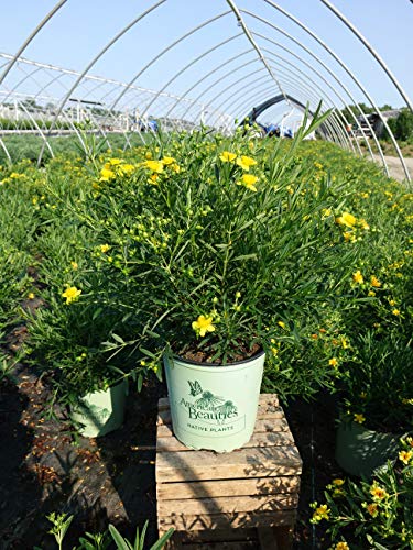 benefits of st. john's wort plant
