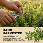benefits of thyme leaf tea