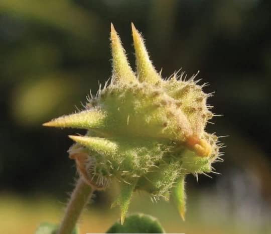 benefits of tribulus for men's health