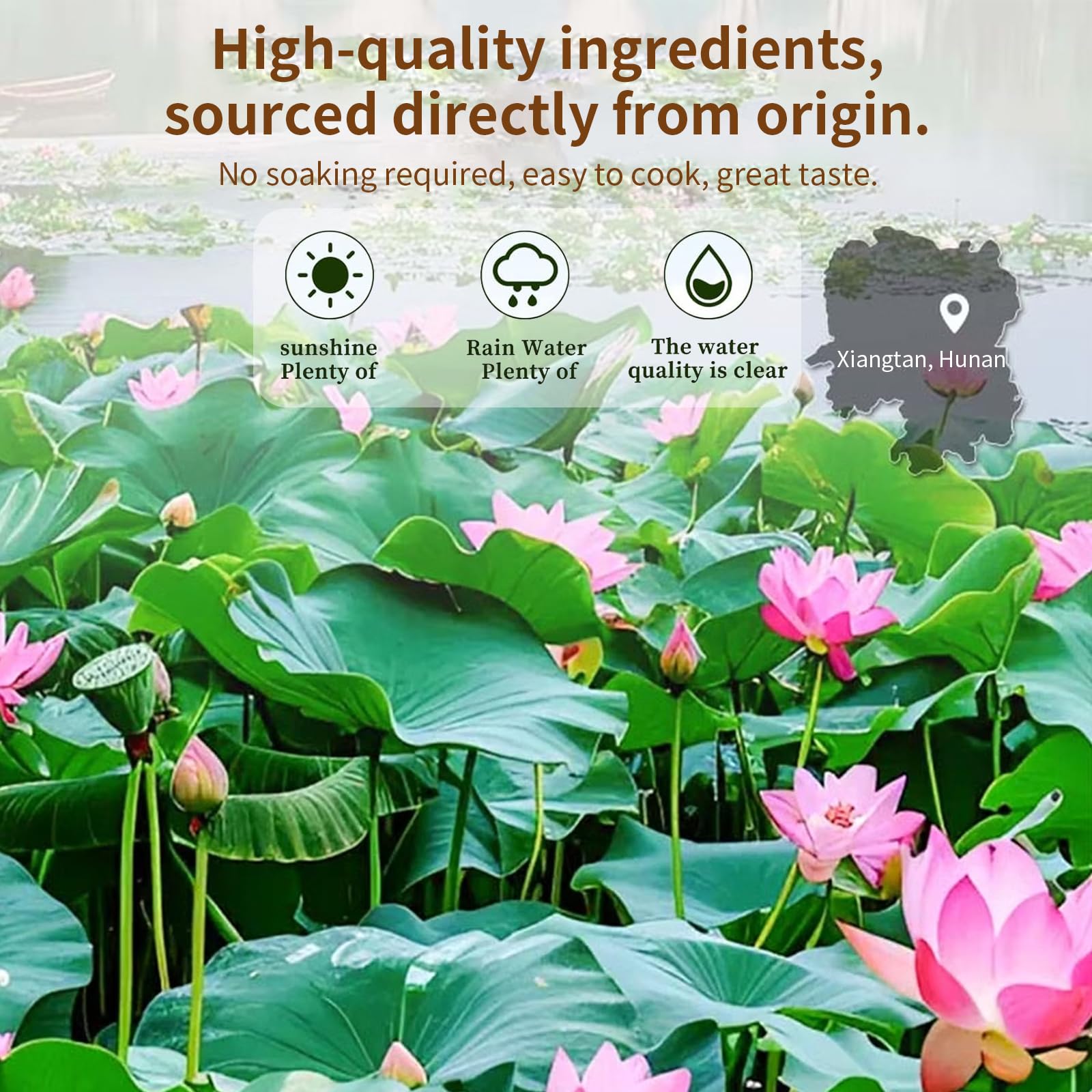 benefits of white lotus seeds