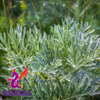 benefits of wormwood herbal infusion