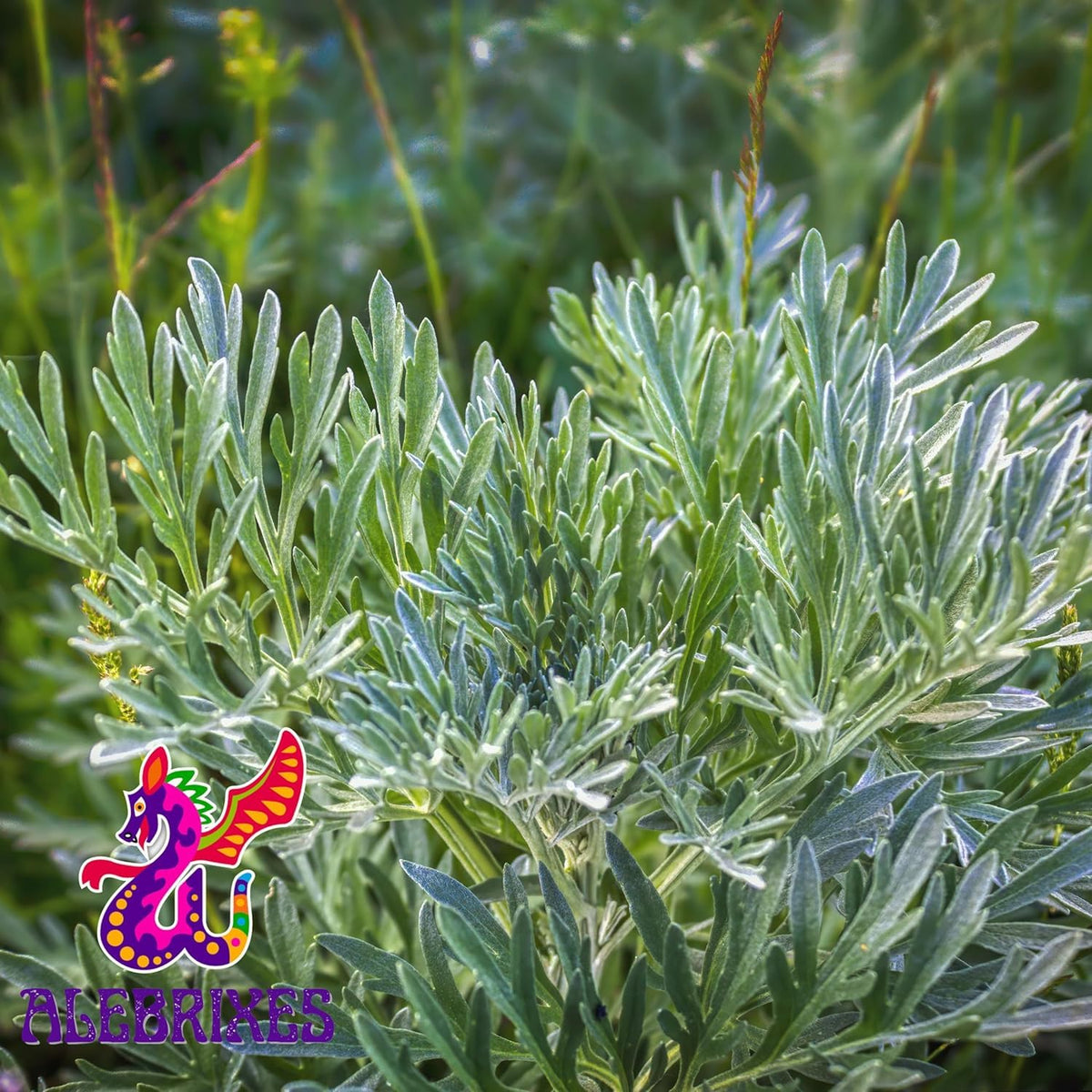 benefits of wormwood herbal infusion