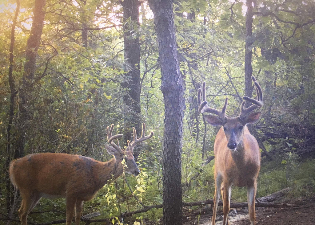 berry flavour deer health boosters