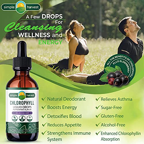 best chlorophyll product for digestion