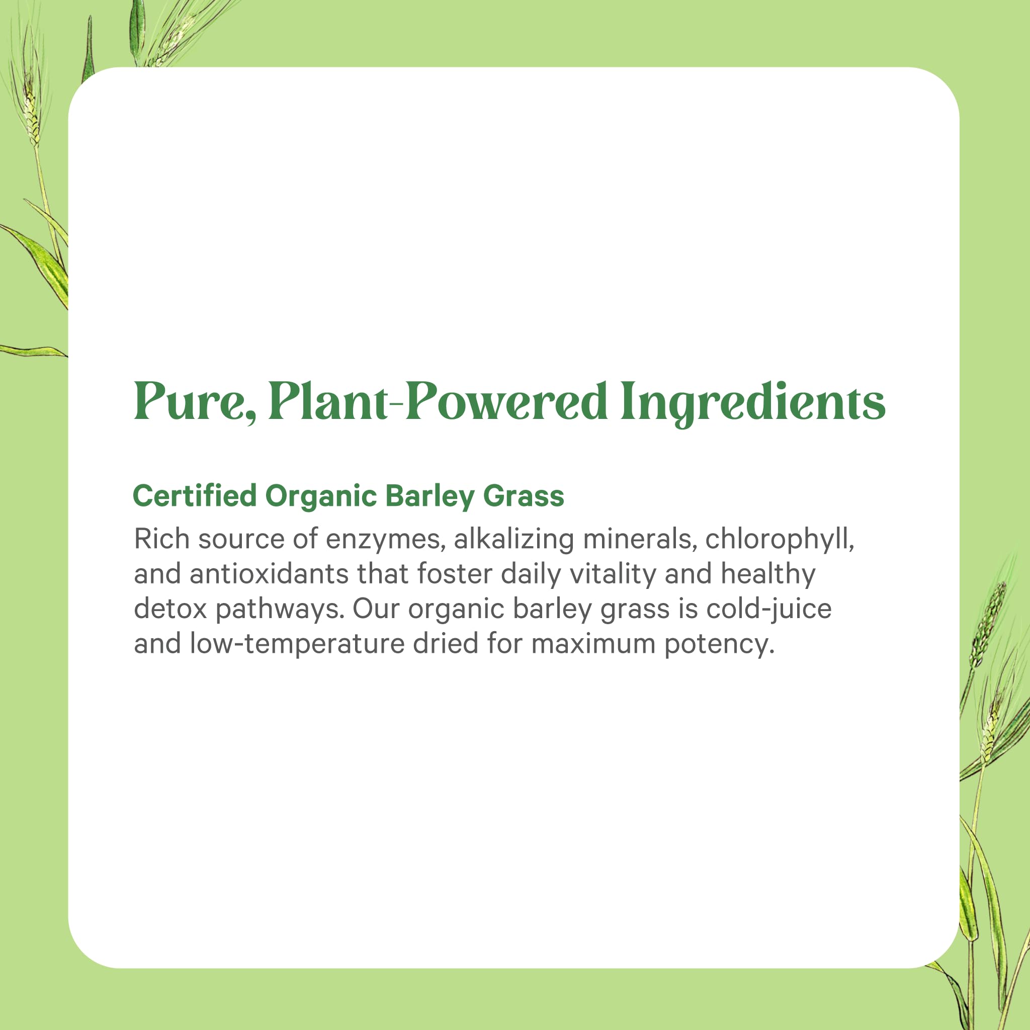 best chlorophyll supplement for energy