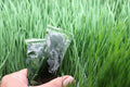 best chlorophyll supplement for health