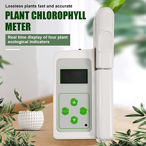 best chlorophyll supplement for health