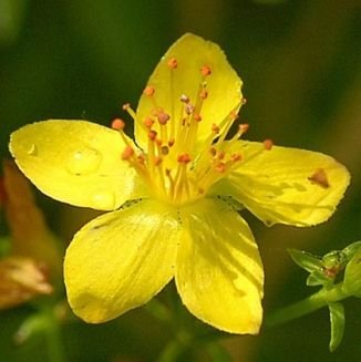 Best Ginkgo Biloba supplement for wellness