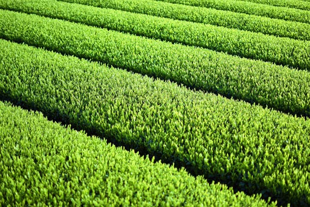 best green tea for health