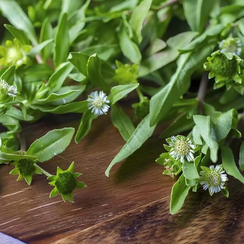 Bhringraj for improved hair growth