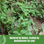 Bhumi Amalaki powder for liver support