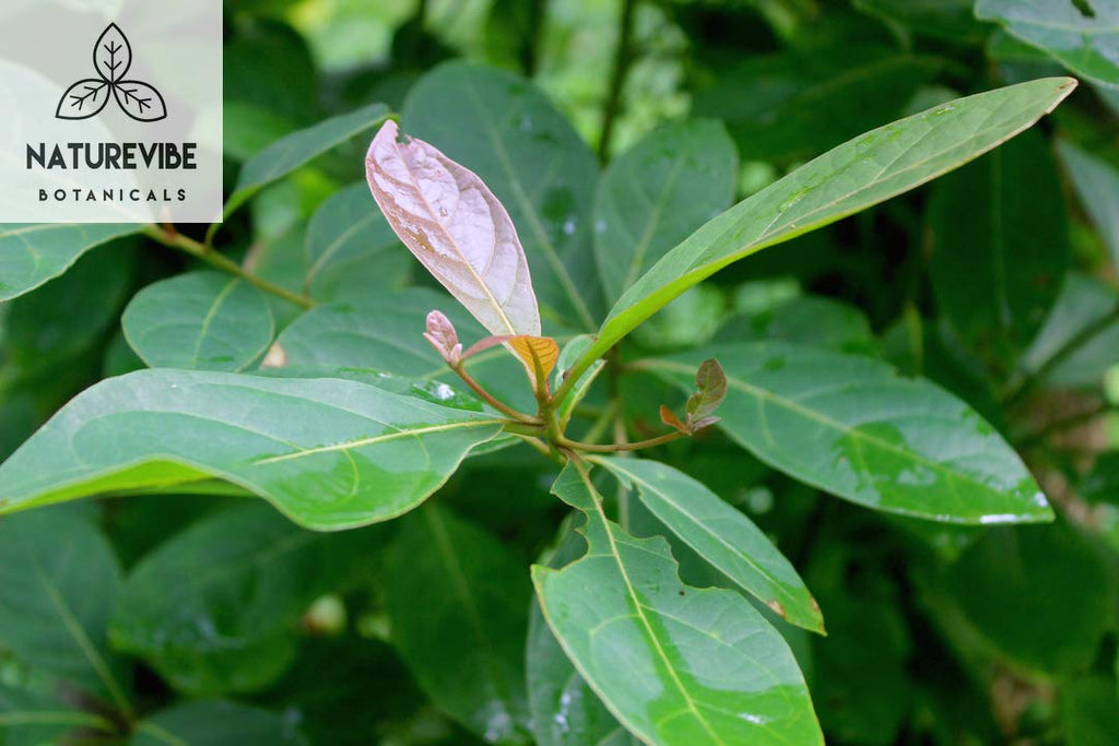 Bibhitaki powder for skin health