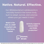 Bifidobacterium Adolescentis for digestive health