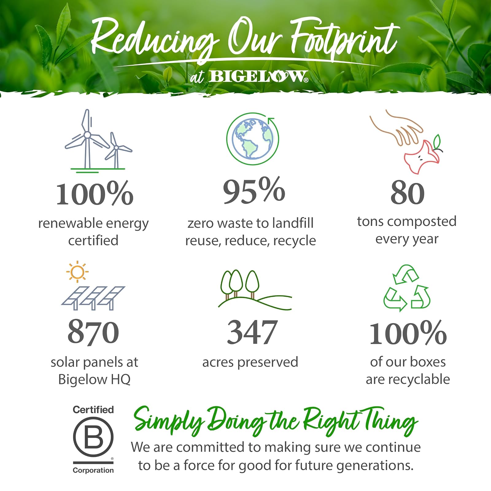 Bigelow green tea extract benefits