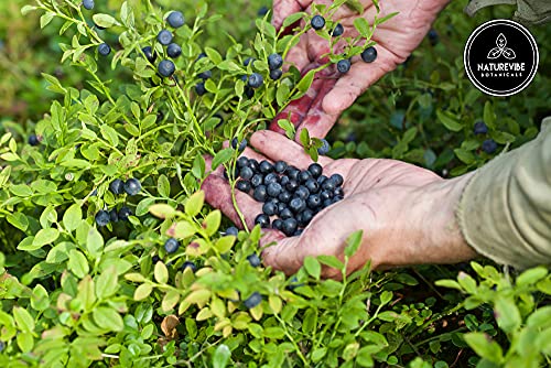 bilberry extract for natural detox