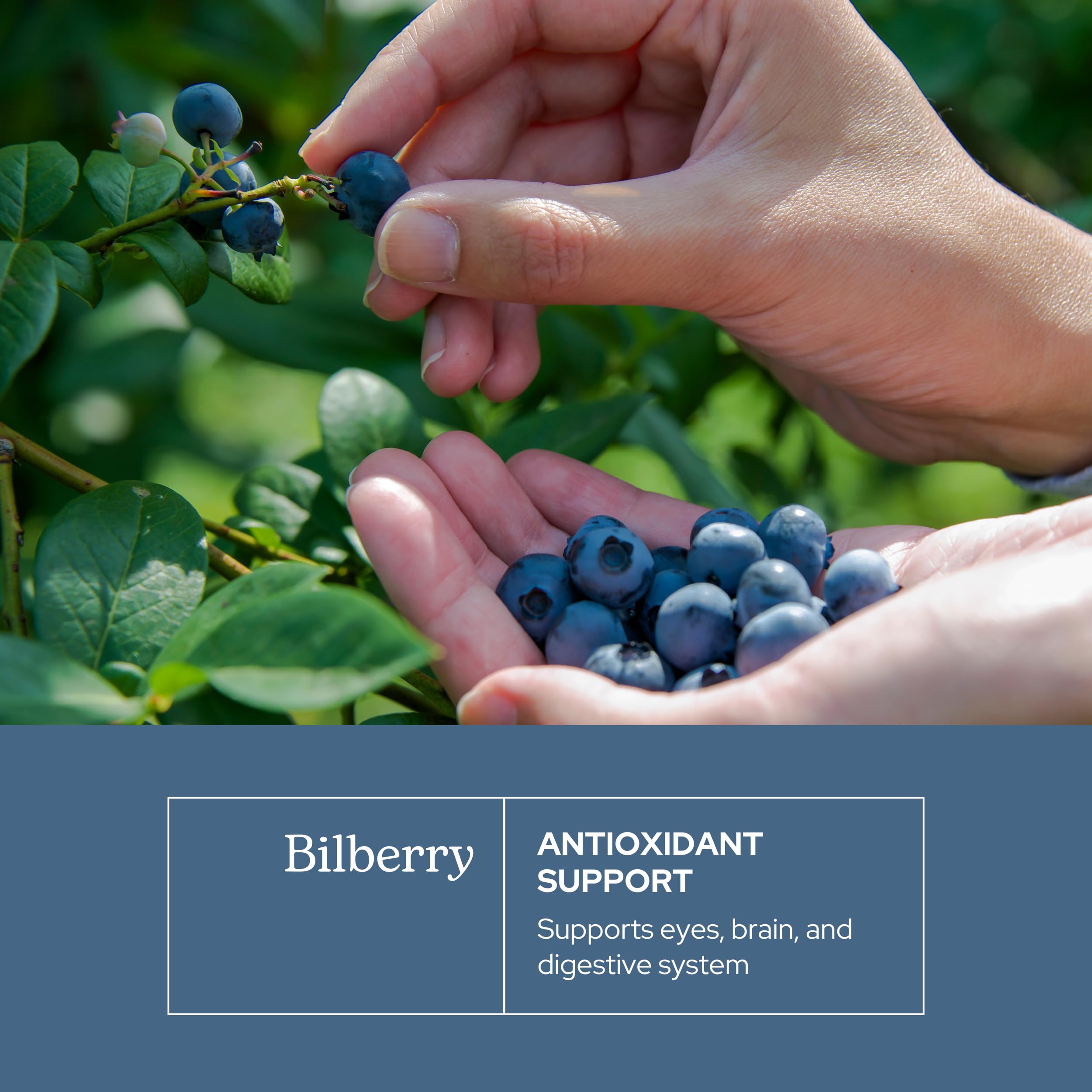bilberry for cardiovascular support