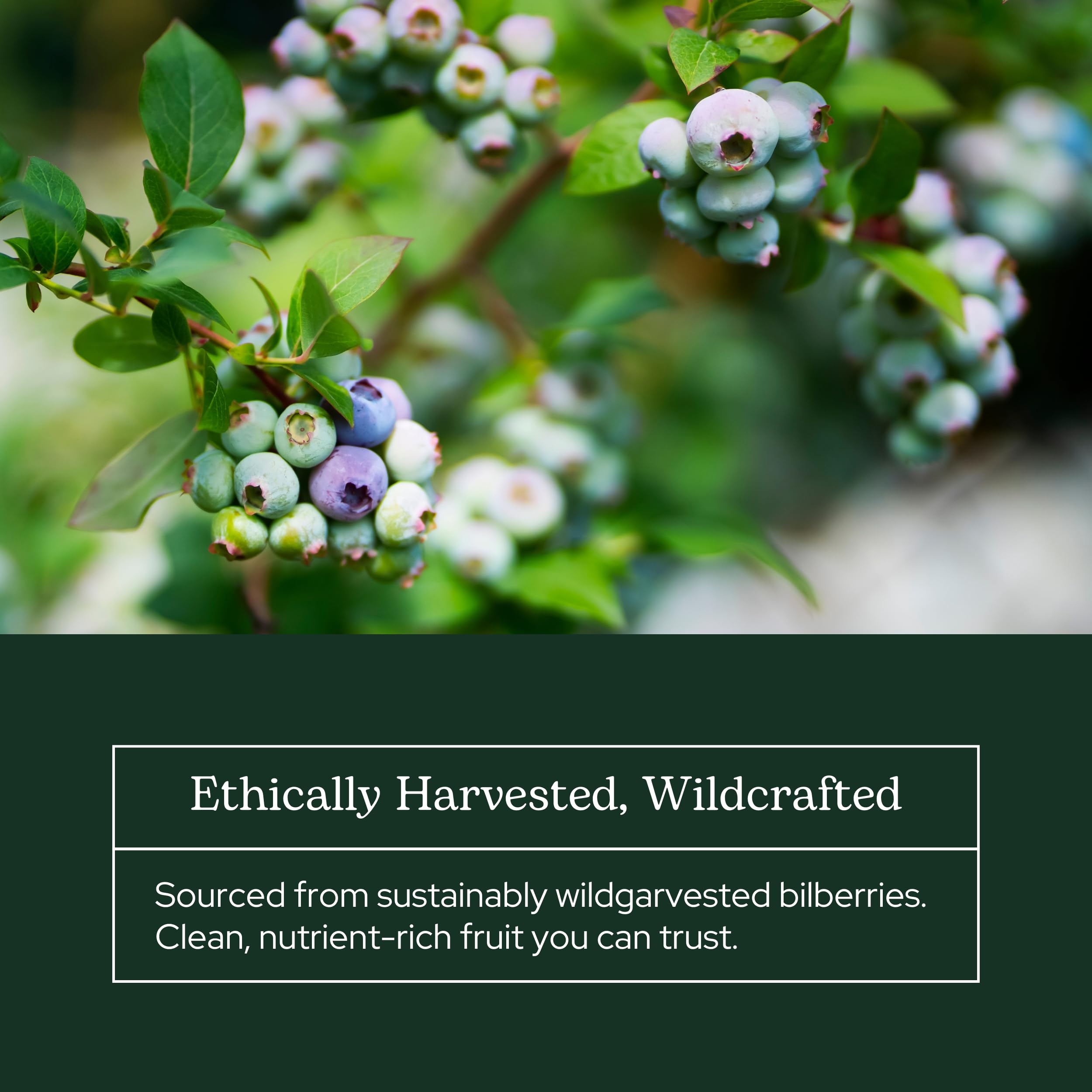 bilberry powder for daily nutrition