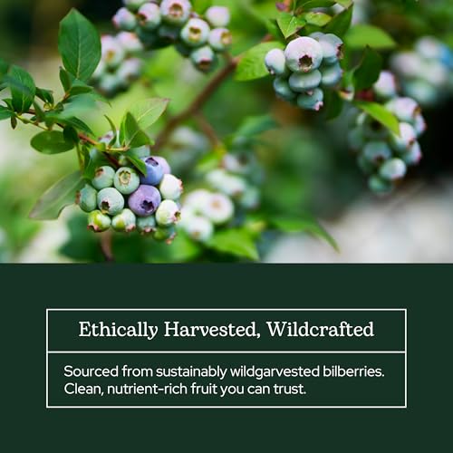 bilberry supplement for overall wellness