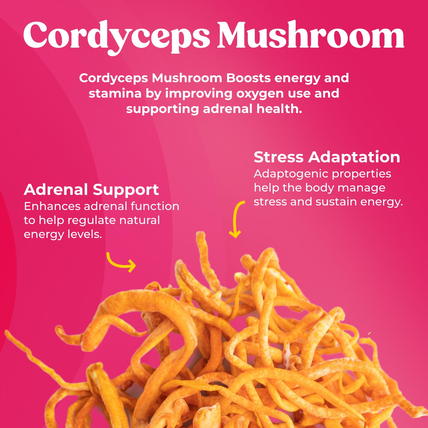 bioactive mushroom blend for recovery