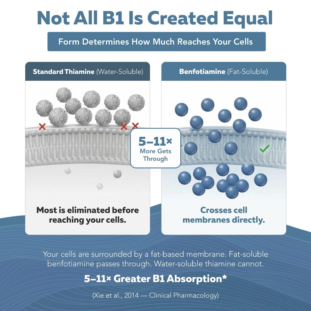 BioActive Vitamin B1 for nerve health