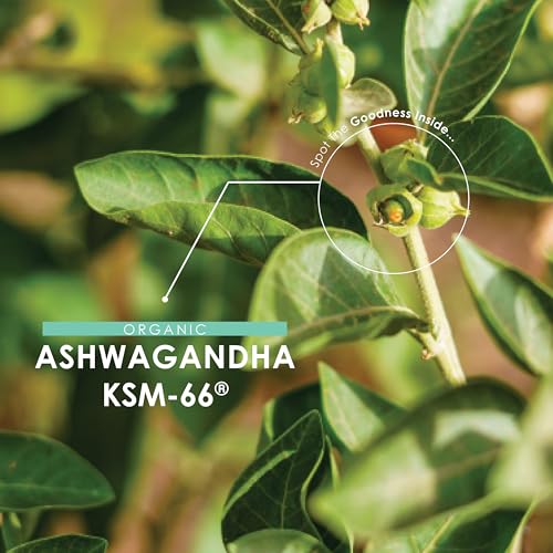 bioavailable ashwagandha for maximum absorption