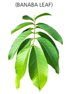 biodegradable herbal tea bags