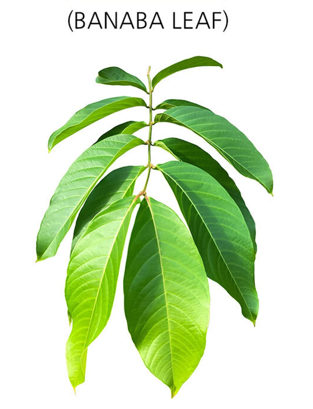 biodegradable herbal tea bags