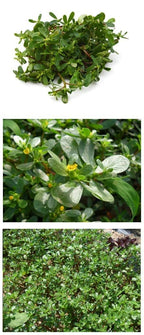 biodegradable herbal tea bags