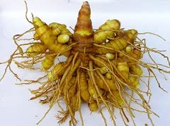 bioroot labs turmeric antioxidant properties