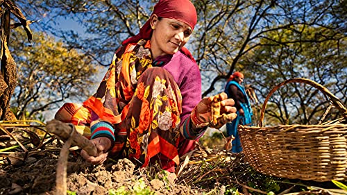 Bioroot turmeric for daily health