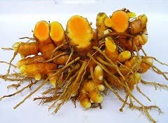 bioroot turmeric for inflammation relief