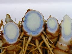 Bioroot turmeric for joint support