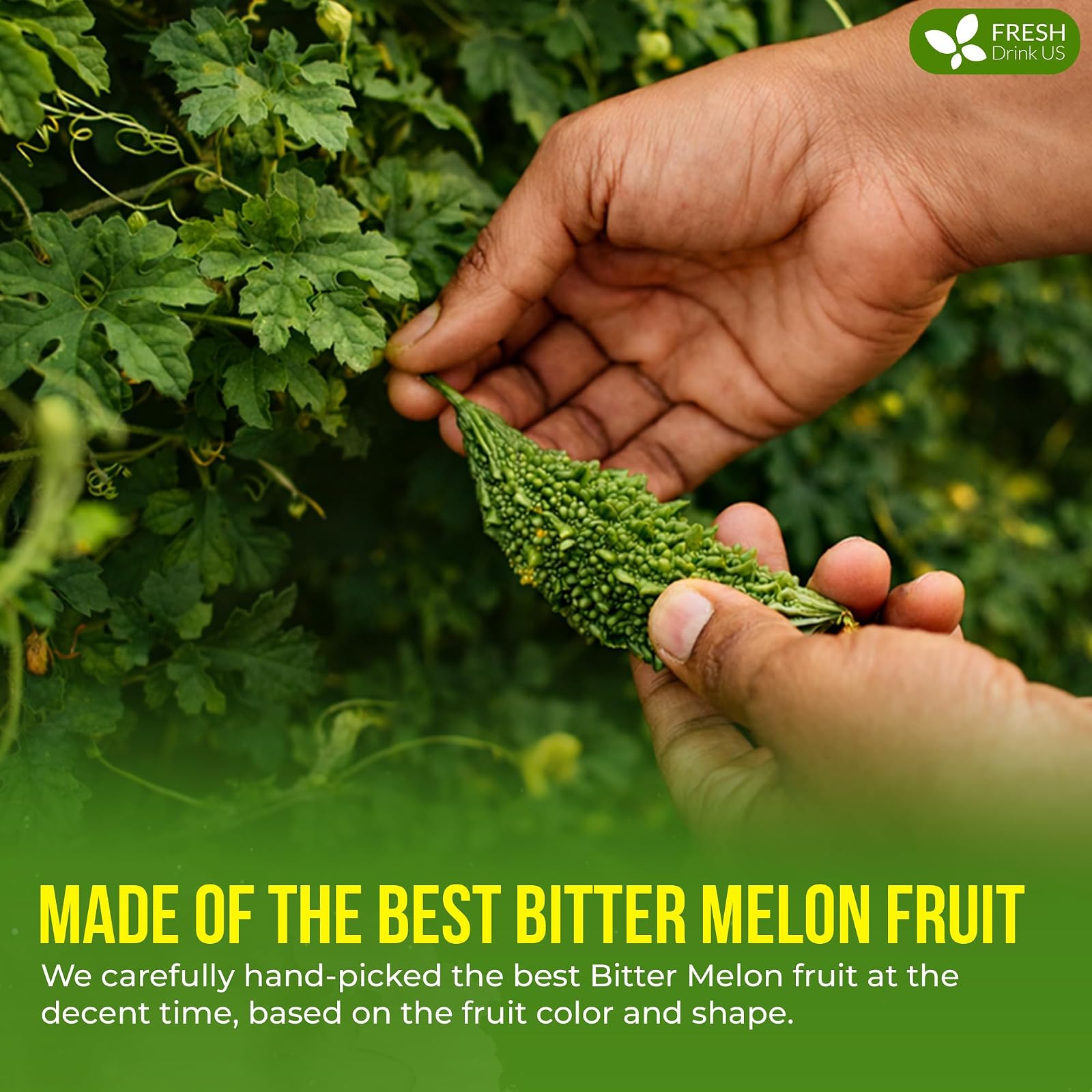 bitter melon powder for health