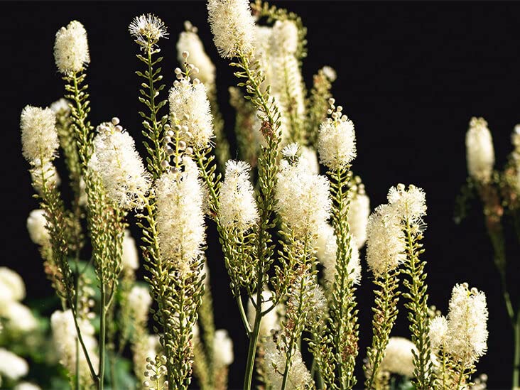 black cohosh for menopausal symptoms